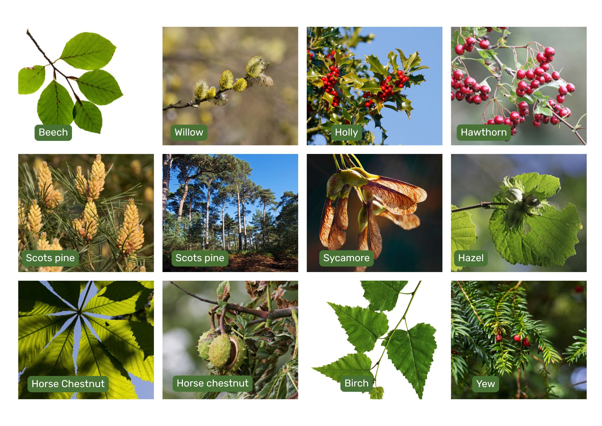 Hampshire & Isle of Wight Wildlife Trust's Citizen Science