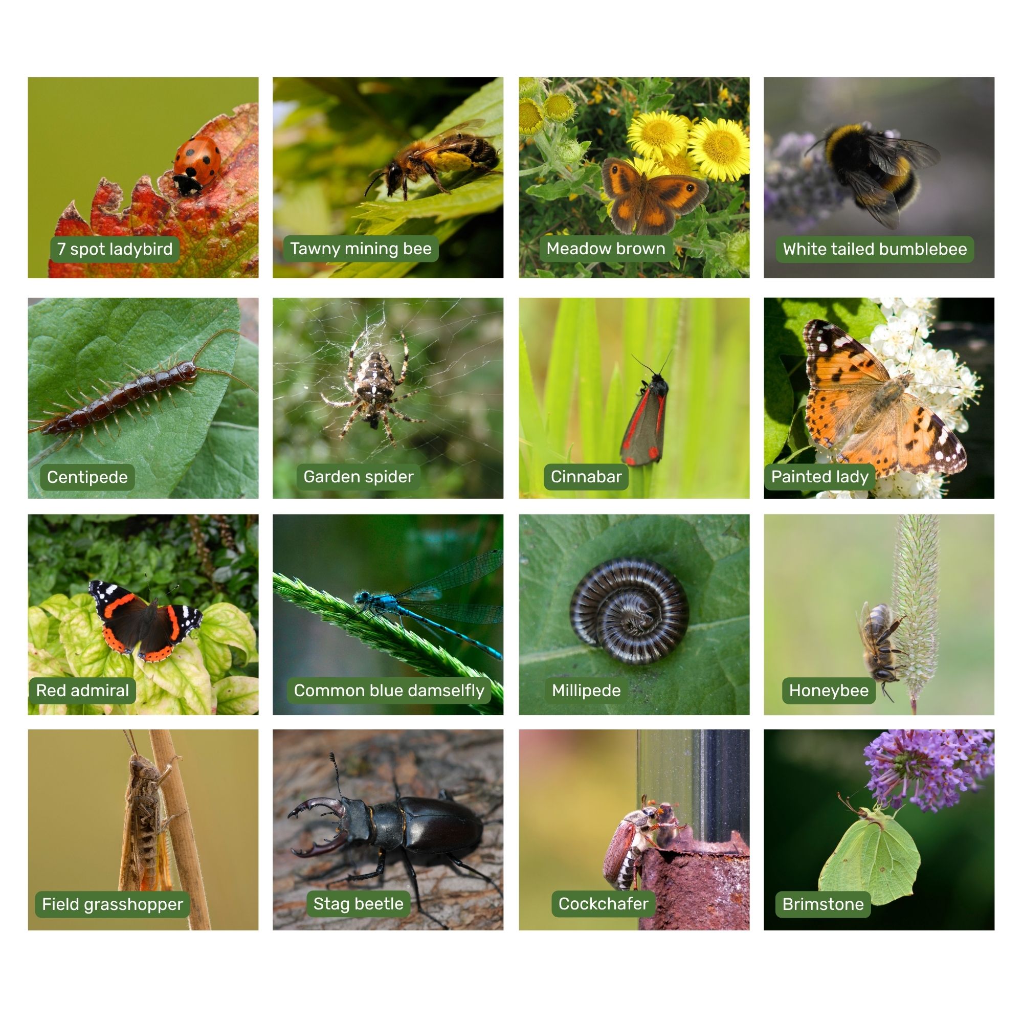 Hampshire & Isle of Wight Wildlife Trust's Citizen Science