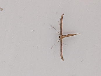 Mighty moths | Hampshire and Isle of Wight Wildlife Trust