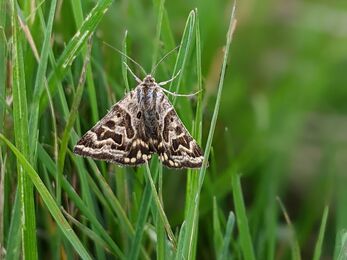 Mighty moths | Hampshire and Isle of Wight Wildlife Trust
