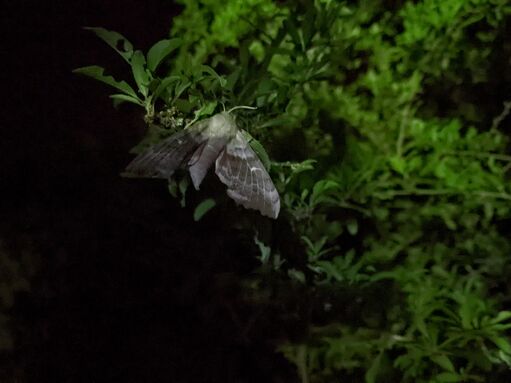 Mighty moths | Hampshire and Isle of Wight Wildlife Trust