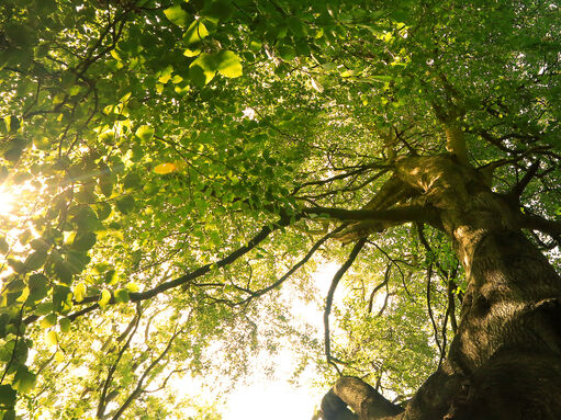 Beech: The ‘queen of trees’ | Hampshire and Isle of Wight Wildlife Trust