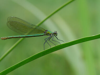 Dancing Demoiselles | Hampshire and Isle of Wight Wildlife Trust