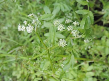 Incredible Umbellifers | Hampshire and Isle of Wight Wildlife Trust