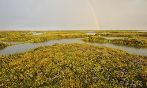 Super saltmarshes | Hampshire and Isle of Wight Wildlife Trust