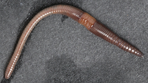 The wonderful world of worms | Hampshire and Isle of Wight Wildlife Trust
