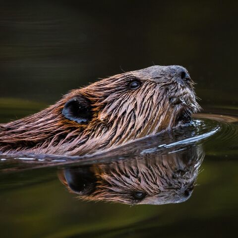 Beaver projects and information | Hampshire and Isle of Wight Wildlife ...