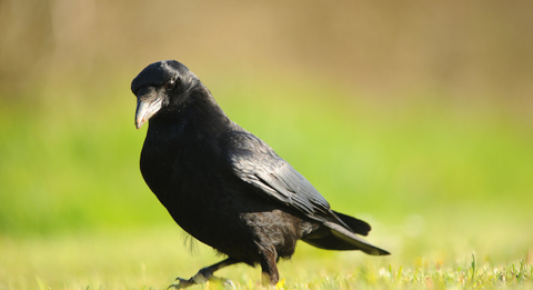 Counting crows | Hampshire and Isle of Wight Wildlife Trust
