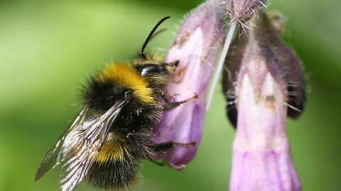 Early bumblebee | Hampshire and Isle of Wight Wildlife Trust