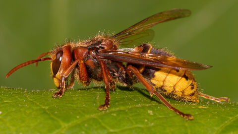 Hornet | Hampshire and Isle of Wight Wildlife Trust