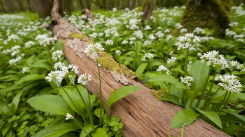 Wild garlic | Hampshire and Isle of Wight Wildlife Trust