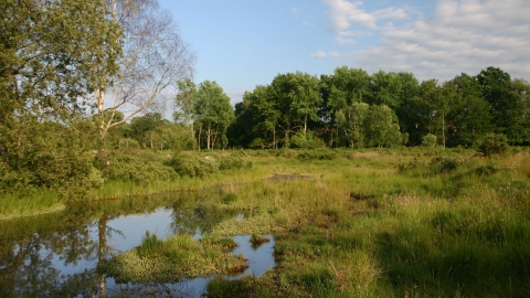 Ancells Farm Nature Reserve | Hampshire and Isle of Wight Wildlife Trust
