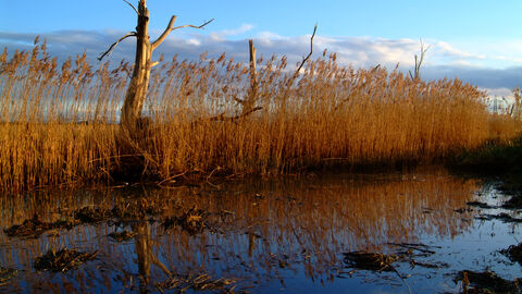 Lower Test Nature Reserve | Hampshire and Isle of Wight Wildlife Trust