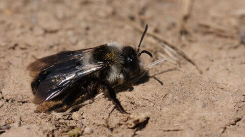 Ashy mining bee | Hampshire and Isle of Wight Wildlife Trust