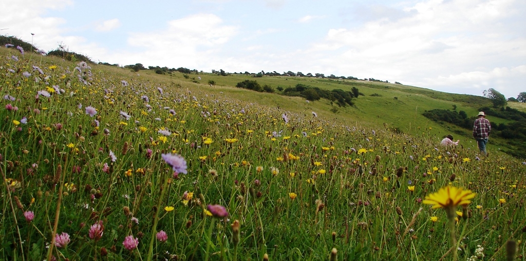 Glorious grasslands | Hampshire and Isle of Wight Wildlife Trust