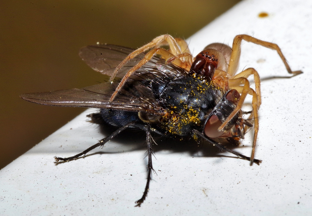 Spiders: our eight legged allies | Hampshire and Isle of Wight Wildlife ...