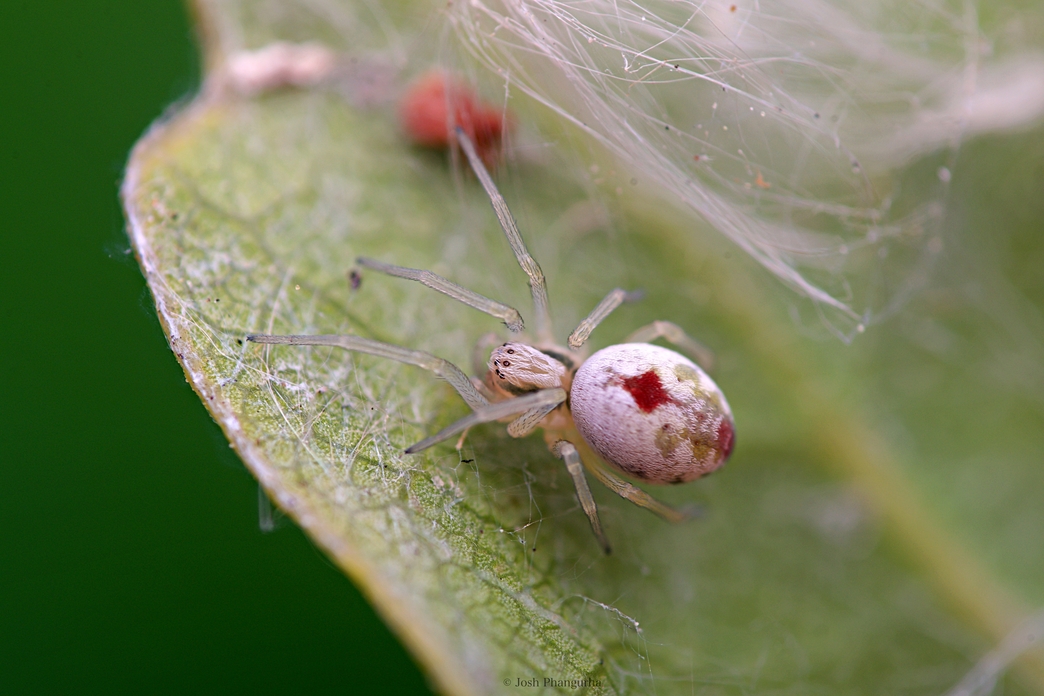 Spiders: our eight legged allies | Hampshire and Isle of Wight Wildlife ...