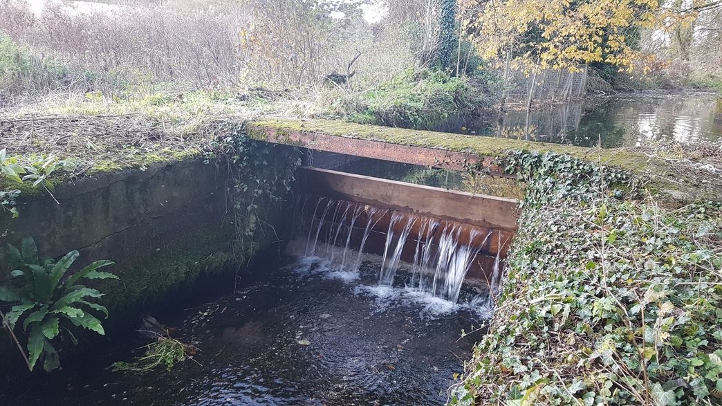 Helping Wild Fish at Hurstbourne Priors | Hampshire and Isle of Wight ...