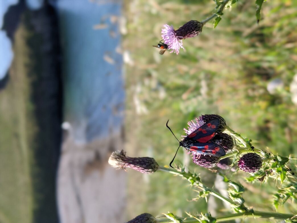 Mighty moths | Hampshire and Isle of Wight Wildlife Trust
