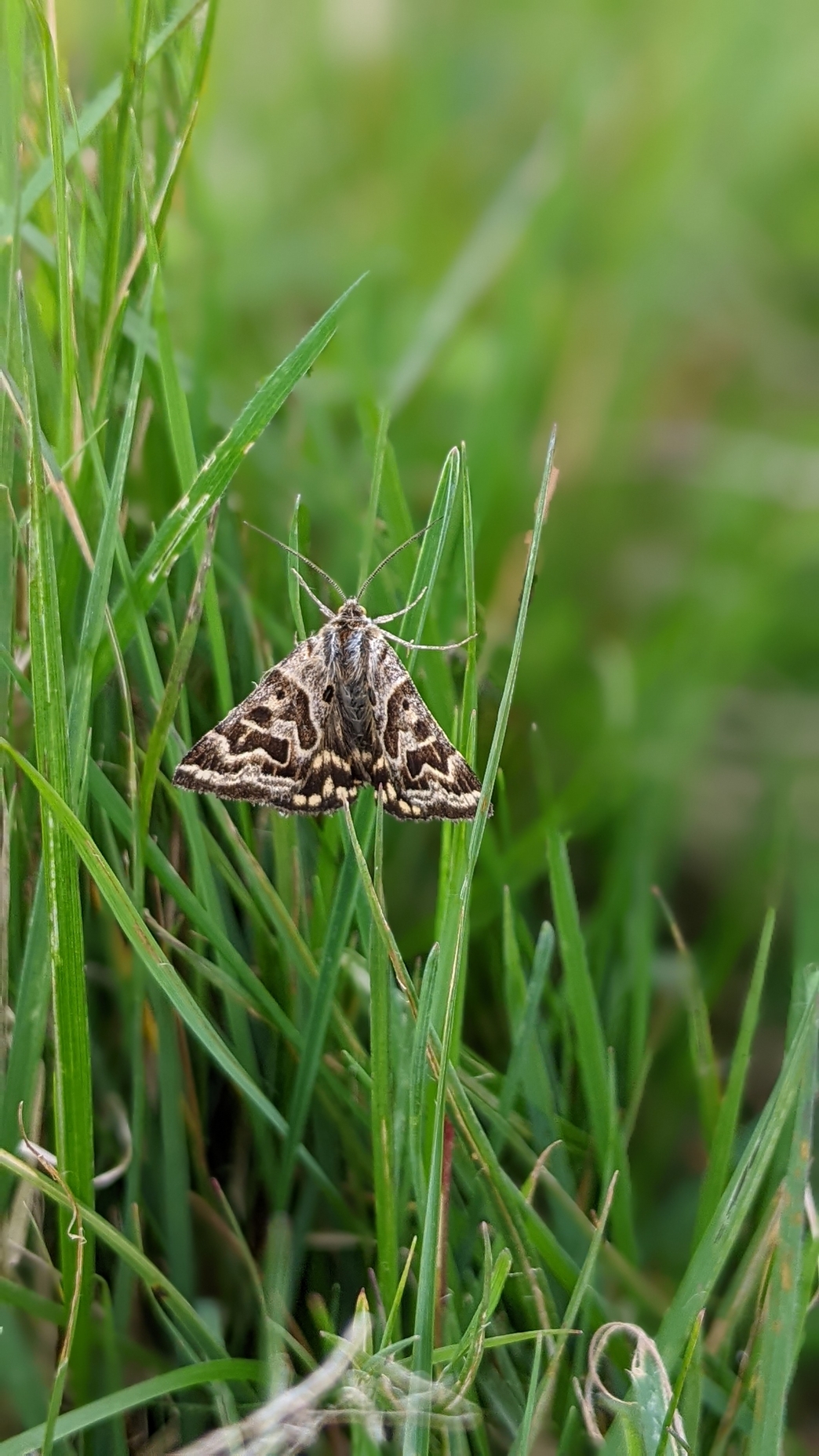 Mighty moths | Hampshire and Isle of Wight Wildlife Trust