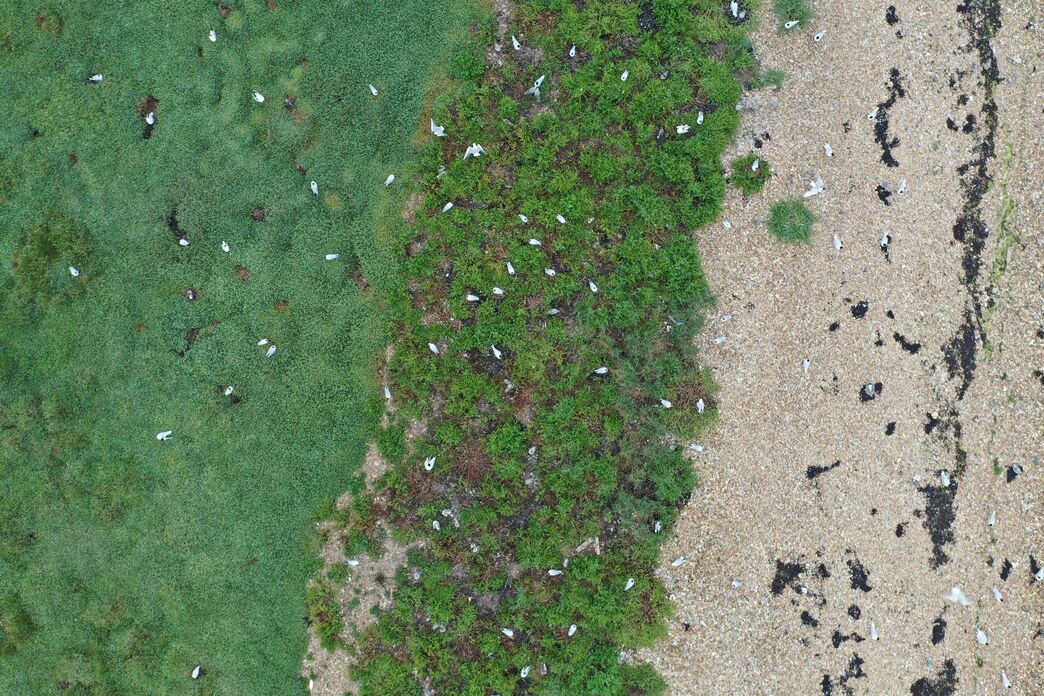 Restoring life to the Solent’s seascape | Hampshire and Isle of Wight ...