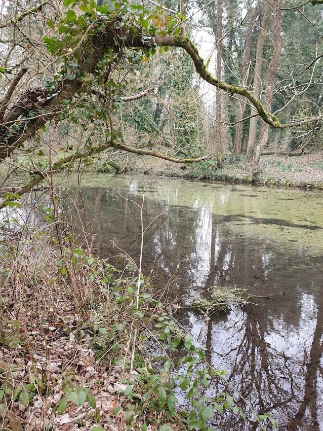 Restoring Chalk Stream Habitat in Overton | Hampshire and Isle of Wight ...