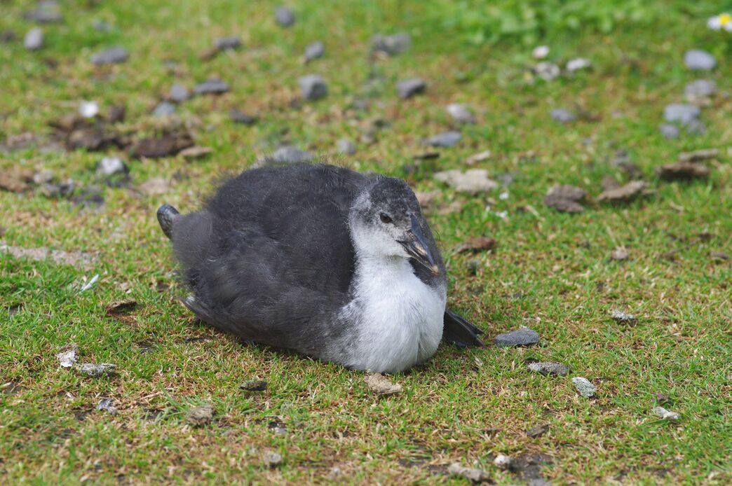Spot the Difference: Coot and Moorhen | Hampshire and Isle of Wight ...