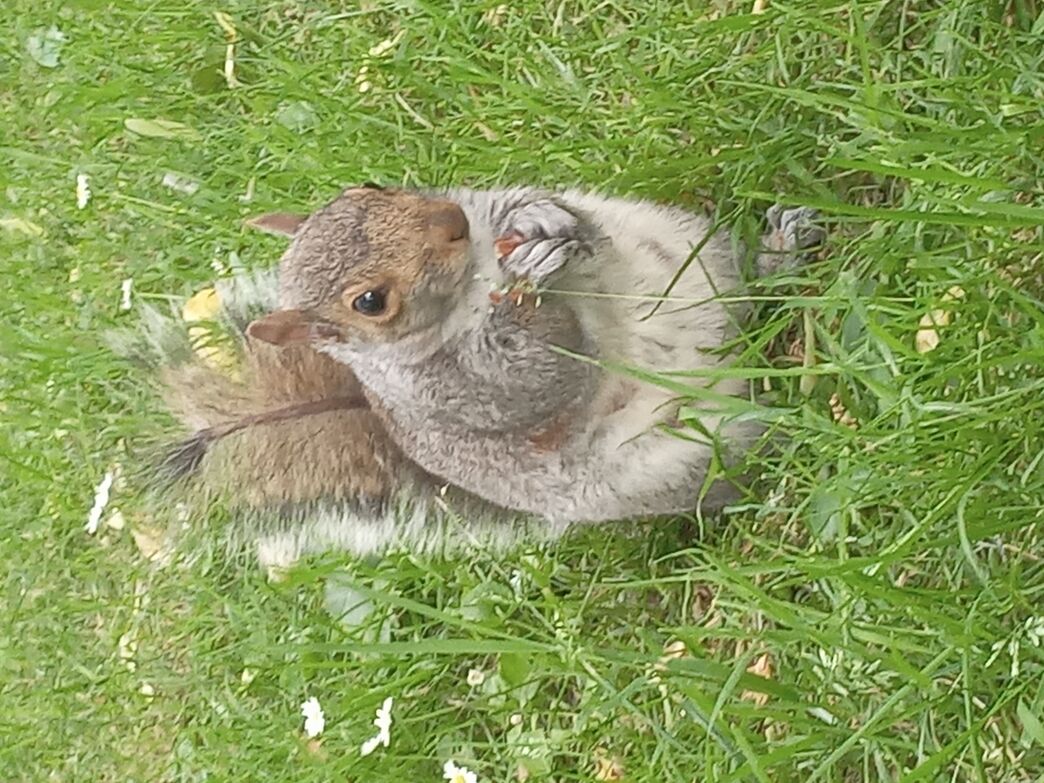 Wilder Southampton picture trail: Neighbourhood Nature | Hampshire and ...