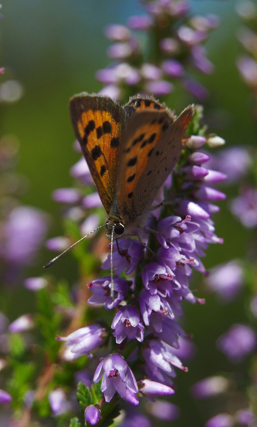 Wild about heather | Hampshire and Isle of Wight Wildlife Trust