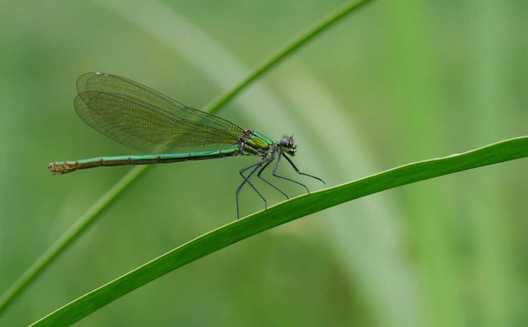Dancing Demoiselles | Hampshire and Isle of Wight Wildlife Trust