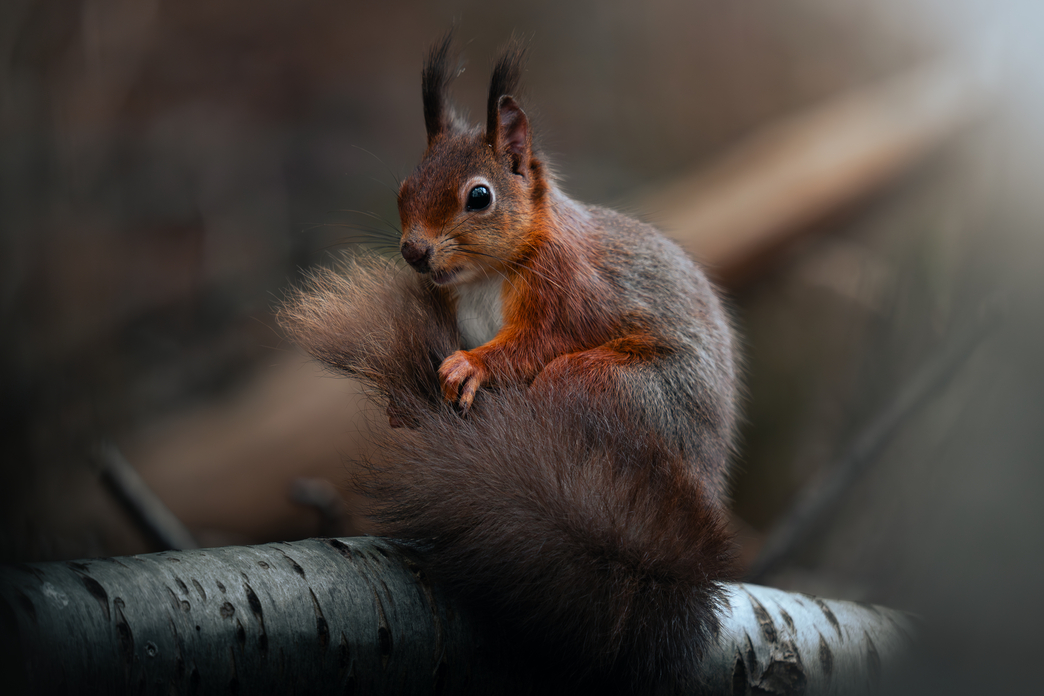 Red Squirrels: a native treasure | Hampshire and Isle of Wight Wildlife ...
