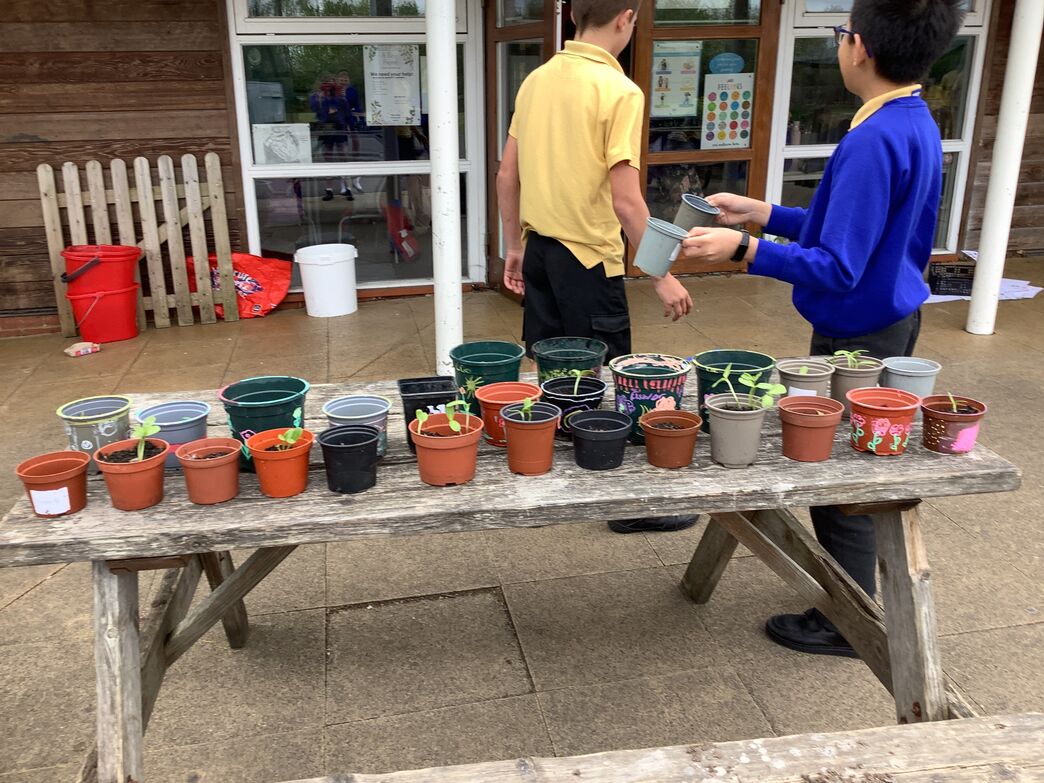 Embracing the Wilder School Journey: A Tale from Knightwood Primary ...