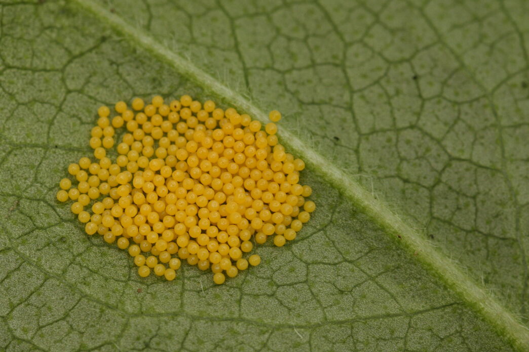 Why moth eggs matter | Hampshire and Isle of Wight Wildlife Trust