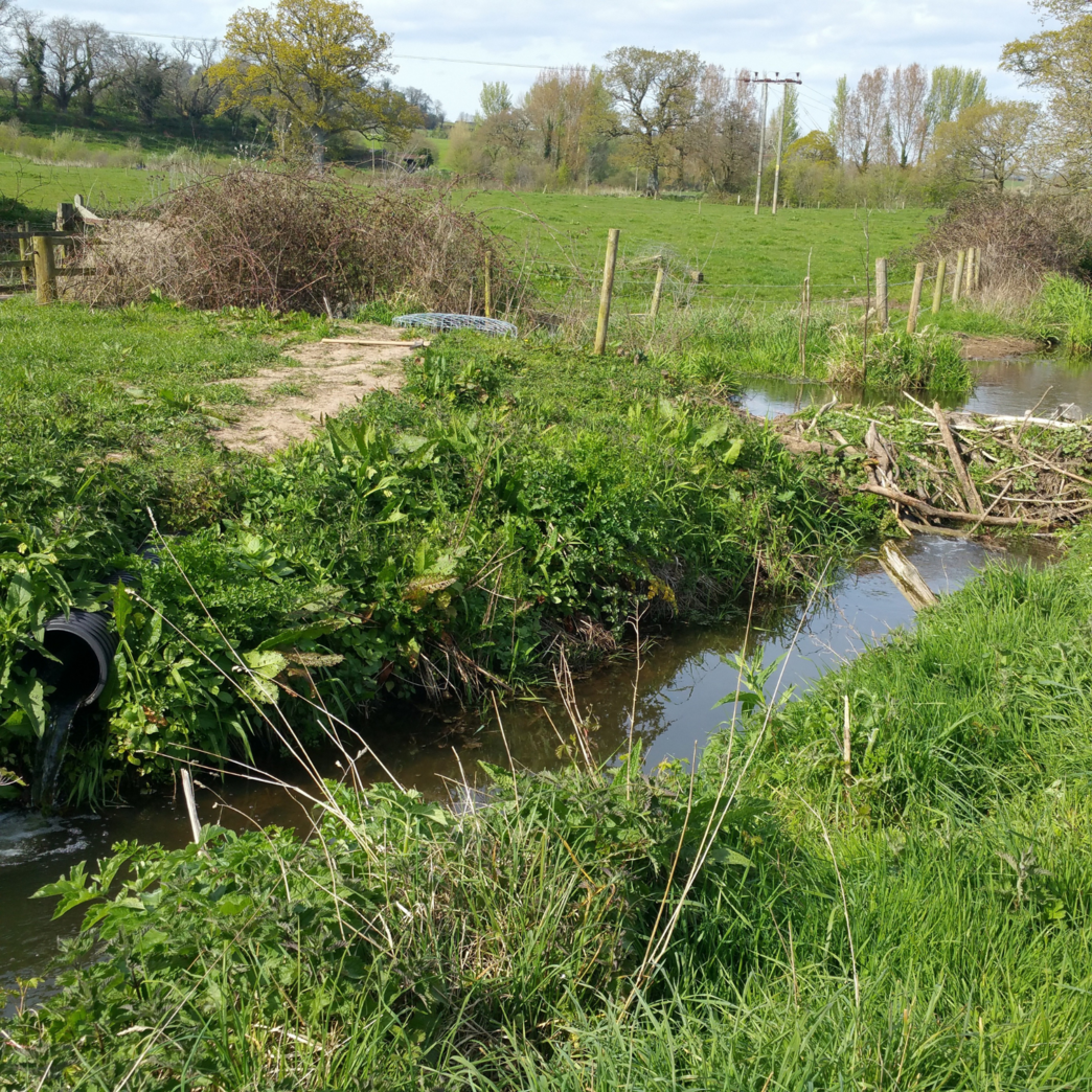 Beaver recovery network | Hampshire and Isle of Wight Wildlife Trust