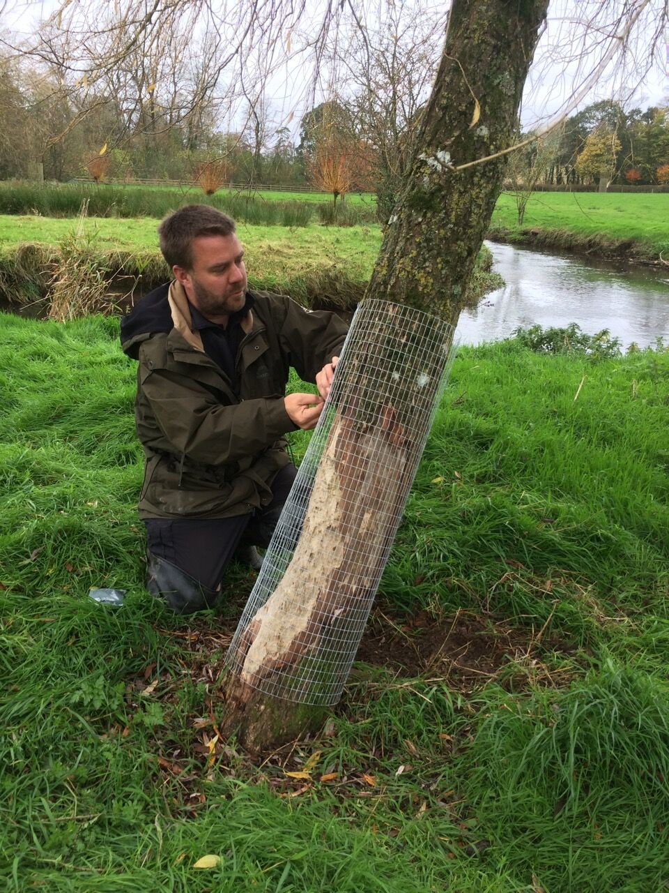 Beaver recovery network | Hampshire and Isle of Wight Wildlife Trust