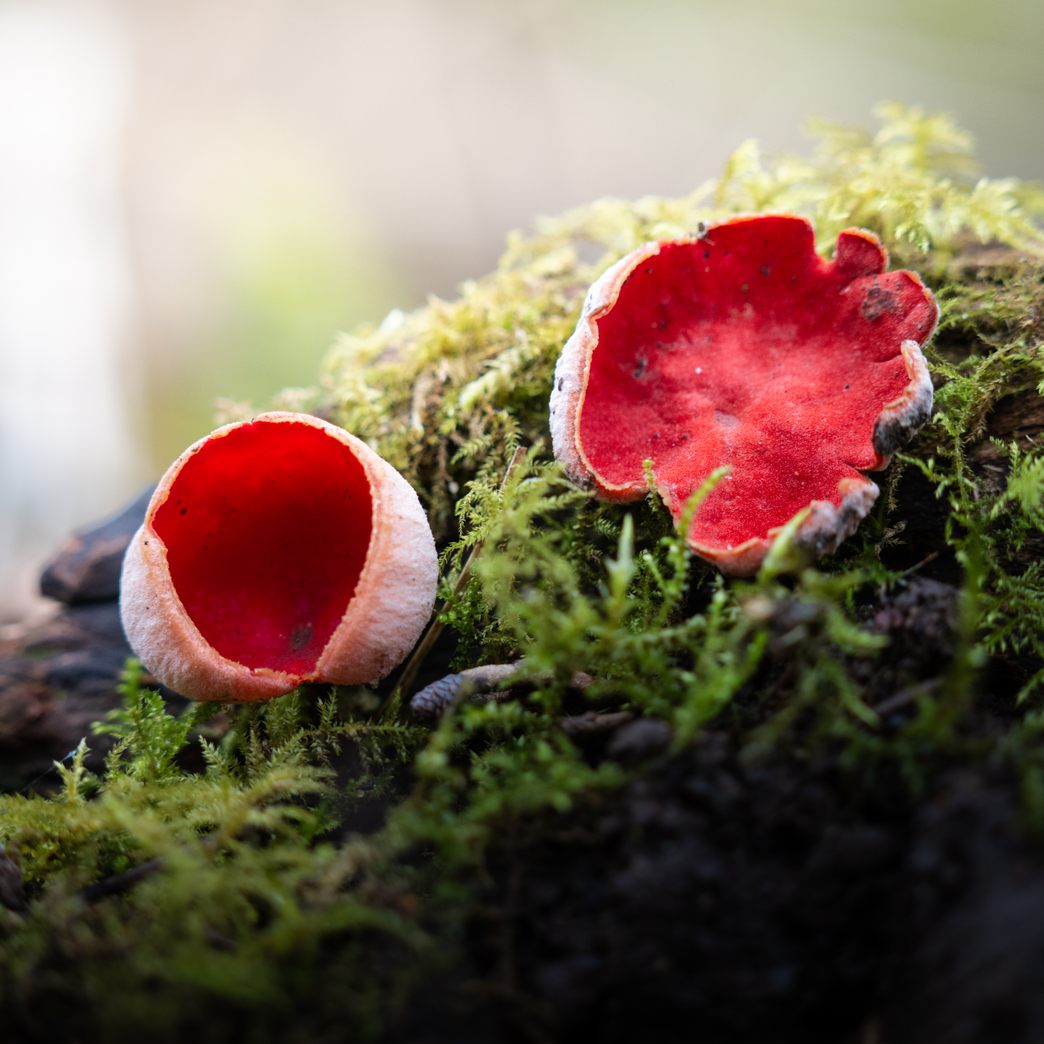 Scarlet elf cups: A vibrant sign of winter’s end | Hampshire and Isle ...