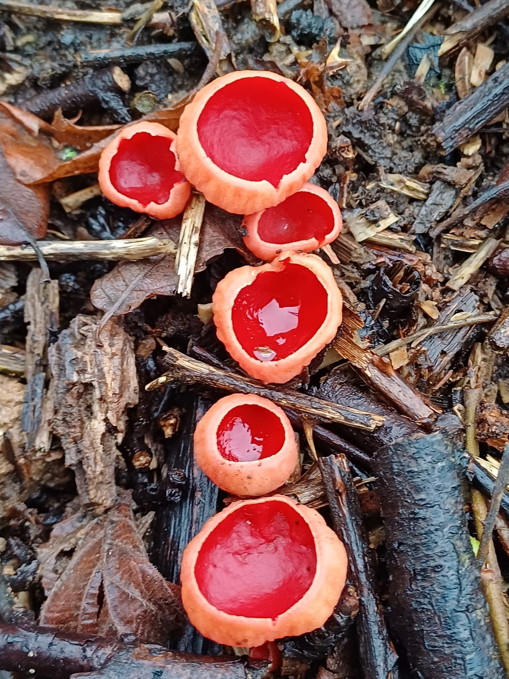 Scarlet elf cups: A vibrant sign of winter’s end | Hampshire and Isle ...