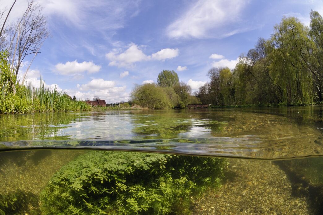 Urgent action launched to save endangered Atlantic salmon | Hampshire ...