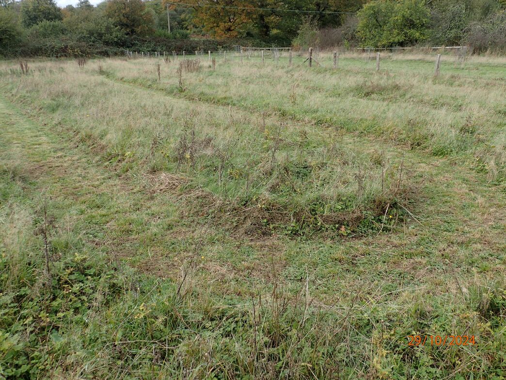 New Forest insects given new lease of life thanks to novel approach ...