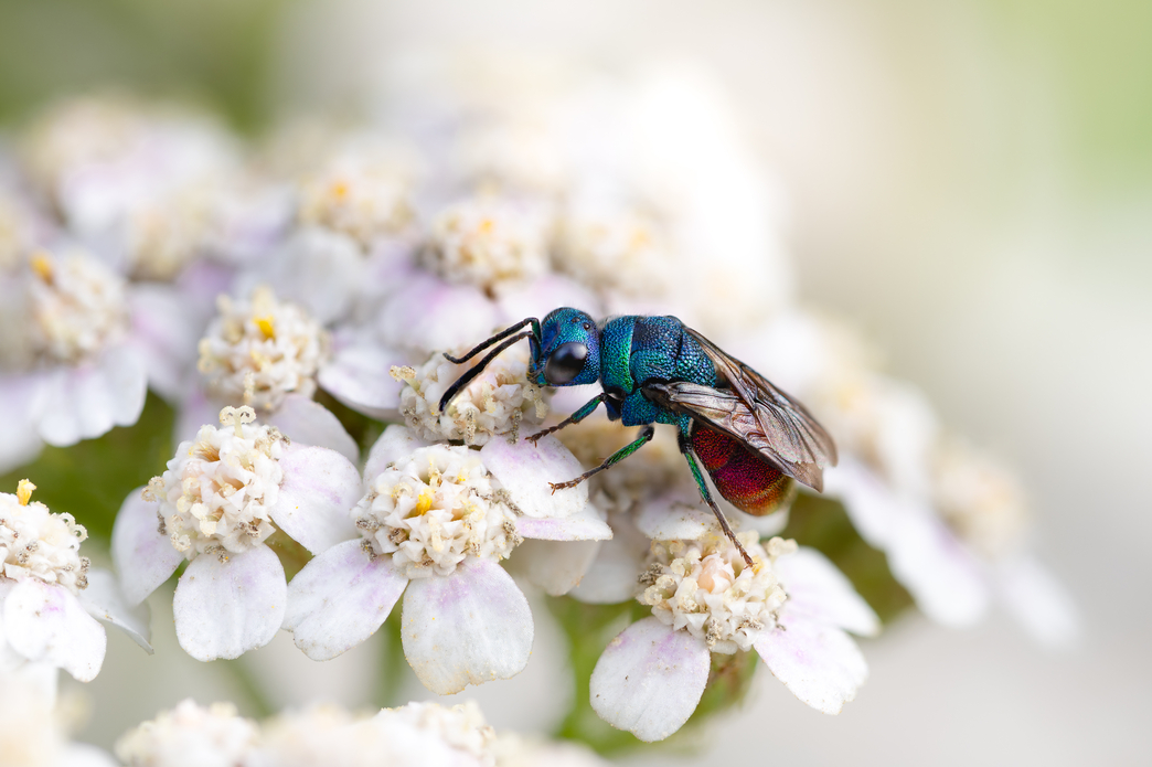The cuckoo with a ruby tail | Hampshire and Isle of Wight Wildlife Trust