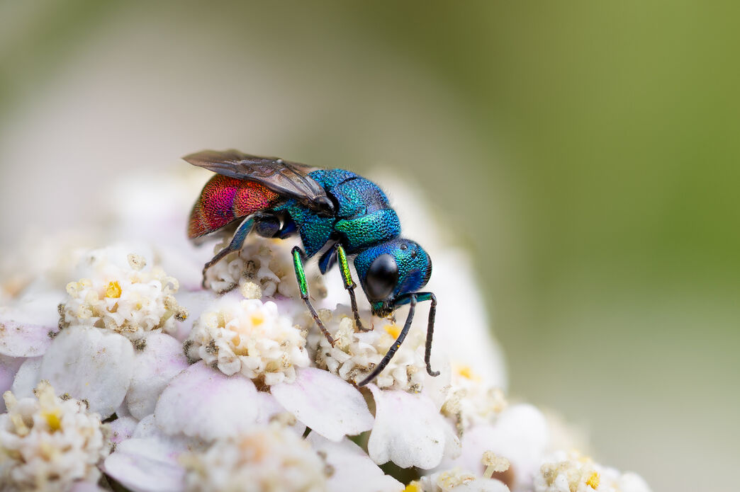 The cuckoo with a ruby tail | Hampshire and Isle of Wight Wildlife Trust