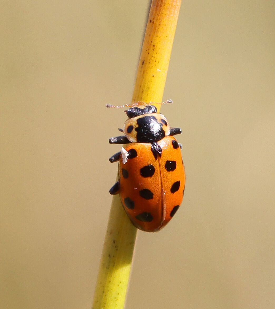 Rare and newly arrived ladybirds rediscovered in the New Forest ...