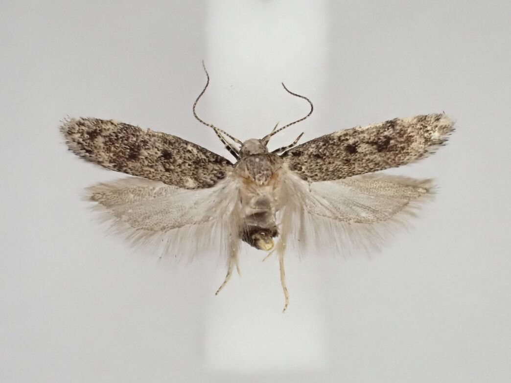 Two rare moth species recorded in Hampshire for the first time ...