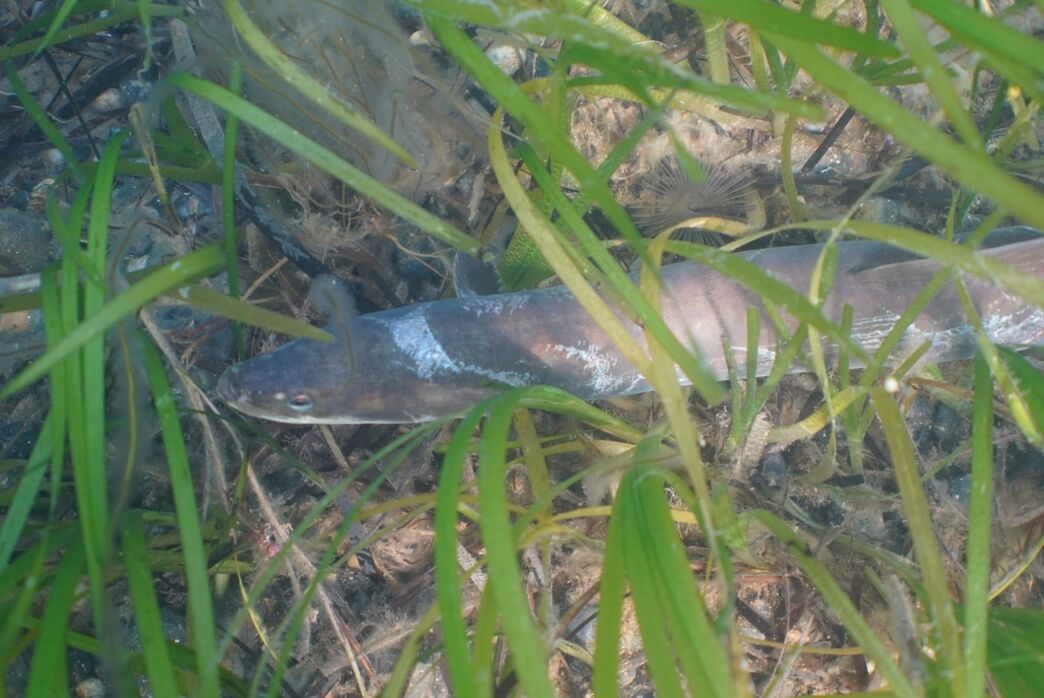 Record breaking year for seagrass in the Solent | Hampshire and Isle of ...