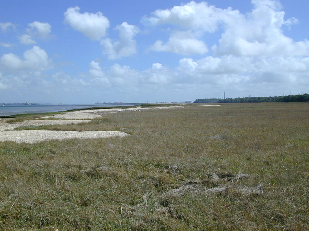 Super saltmarshes | Hampshire and Isle of Wight Wildlife Trust
