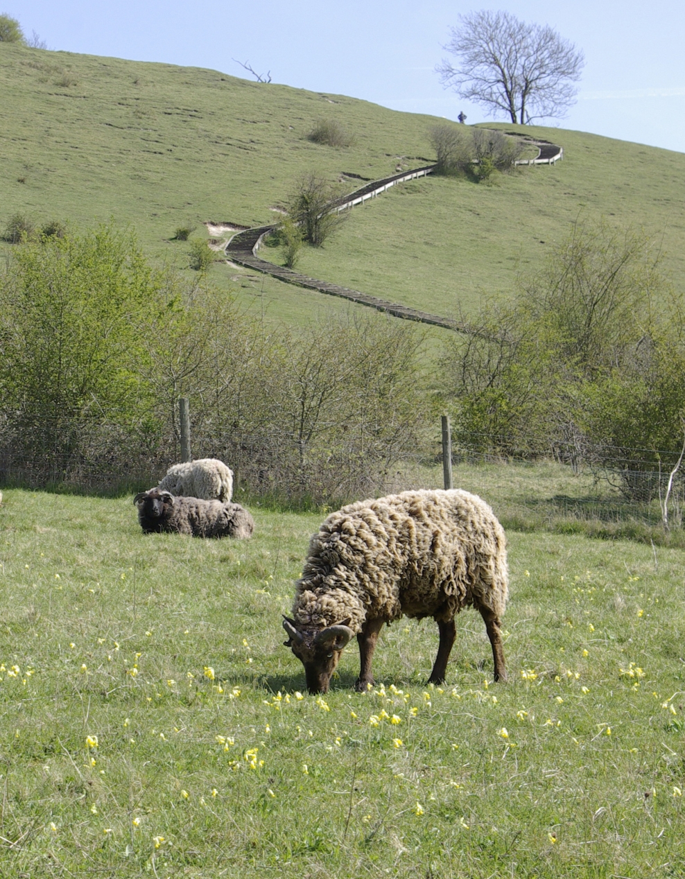 Conservation grazing | Hampshire and Isle of Wight Wildlife Trust