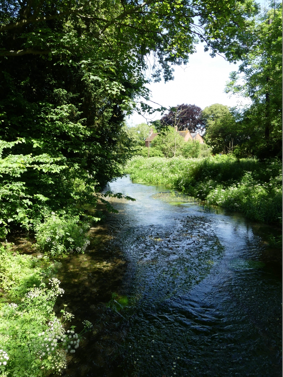 Wallop Brook | Hampshire and Isle of Wight Wildlife Trust