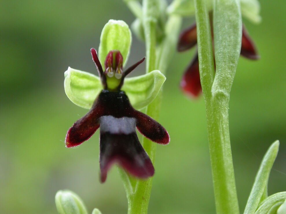 Go spotting early orchids | Hampshire and Isle of Wight Wildlife Trust