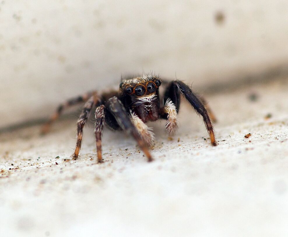 Spiders: our eight legged allies | Hampshire and Isle of Wight Wildlife ...