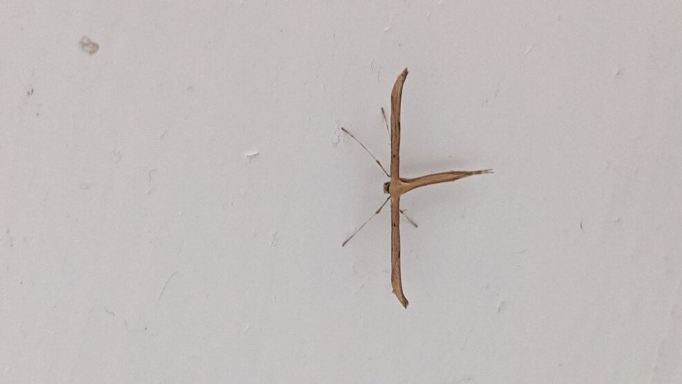 Mighty moths | Hampshire and Isle of Wight Wildlife Trust